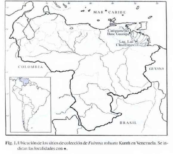 Fuirena Robusta Kunth (Cyperaceae): Nuevo Registro Para Venezuela