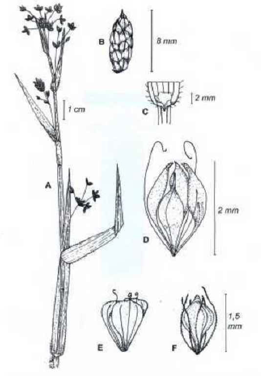 Fuirena Robusta Kunth (Cyperaceae): Nuevo Registro Para Venezuela
