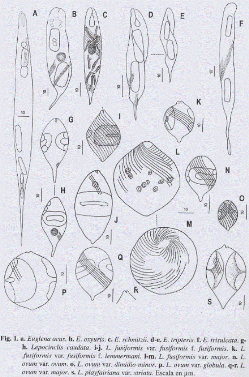 Euglenophyta Pigmentadas asociadas a Hymenachne Amplexicaulis en una ...