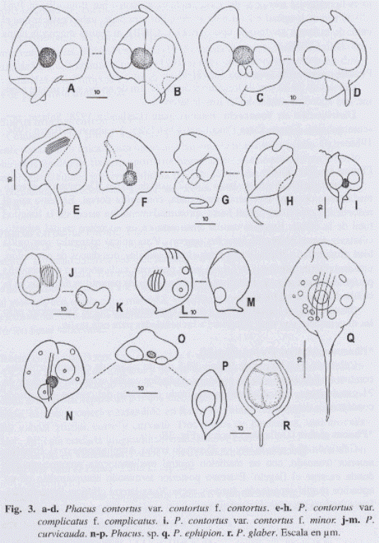 Euglenophyta Pigmentadas asociadas a Hymenachne Amplexicaulis en una ...