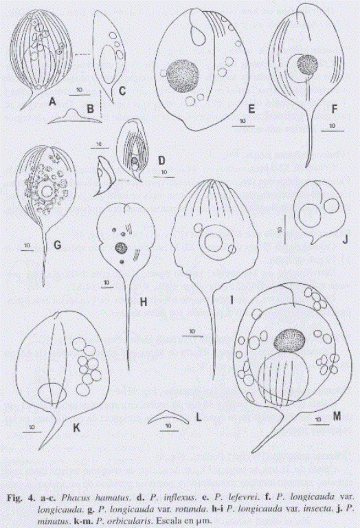 Euglenophyta Pigmentadas asociadas a Hymenachne Amplexicaulis en una ...