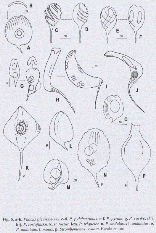 Euglenophyta Pigmentadas asociadas a Hymenachne Amplexicaulis en una ...