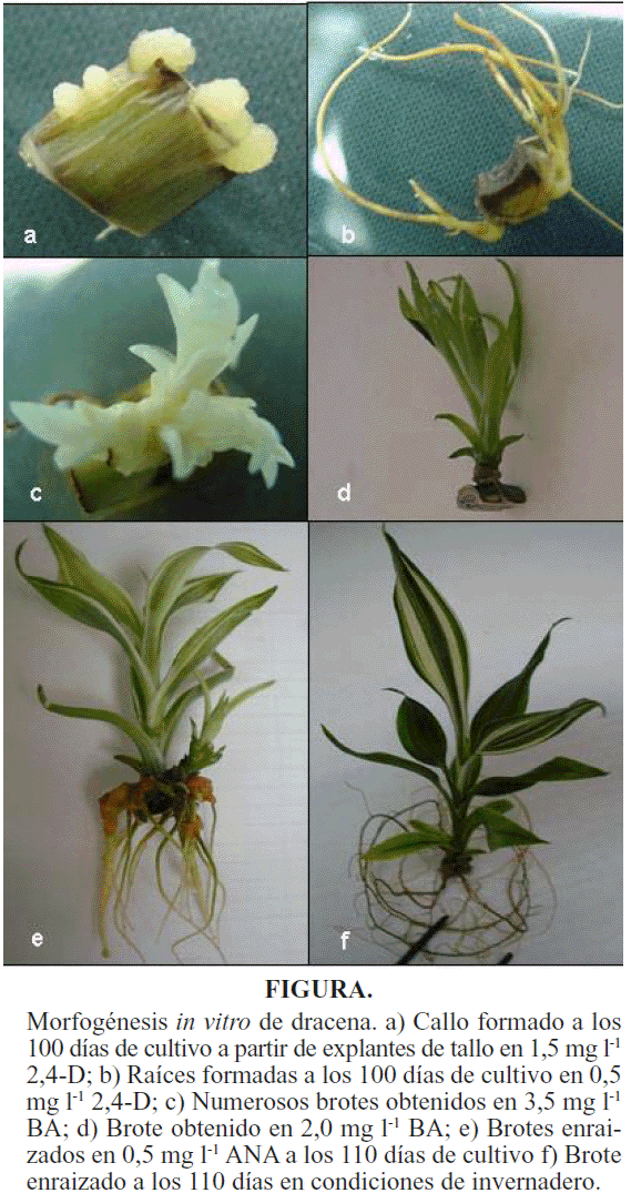 Morfogénesis in vitro de drasenas