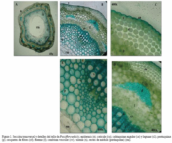 Morfoanatomia del tallo de tres especies del género Passiflora L ...