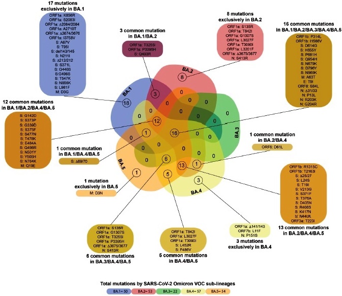 Sub Lineages Of The Omicron Variant Of Sars Cov 2 Characteristic