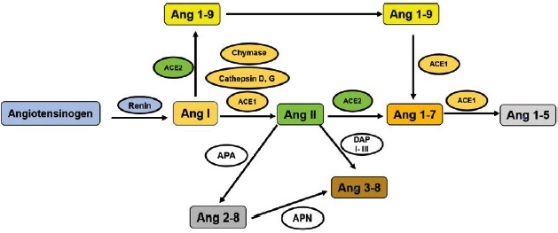 Angiotensin II and human obesity. A narrative review of the pathogenesis.
