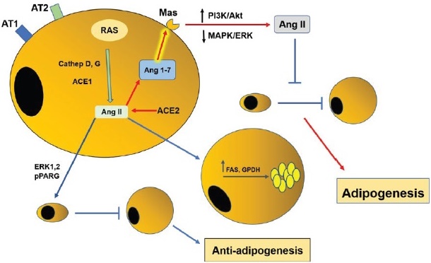 Angiotensin II and human obesity. A narrative review of the pathogenesis.