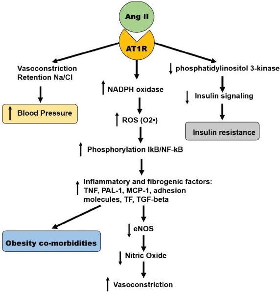 Angiotensin II and human obesity. A narrative review of the pathogenesis.
