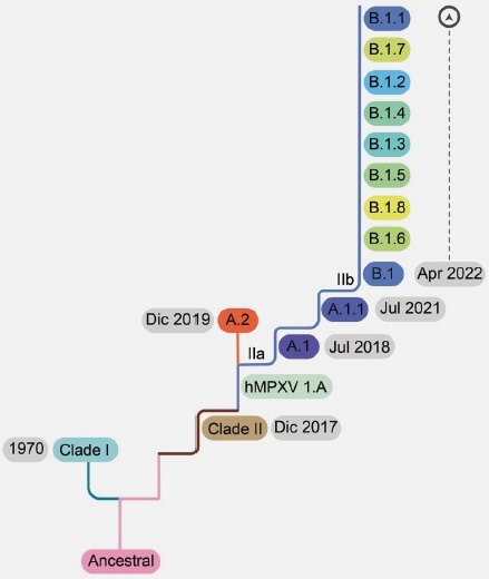 Web-tools for the genomic analysis of the 2022 Monkeypox virus global ...