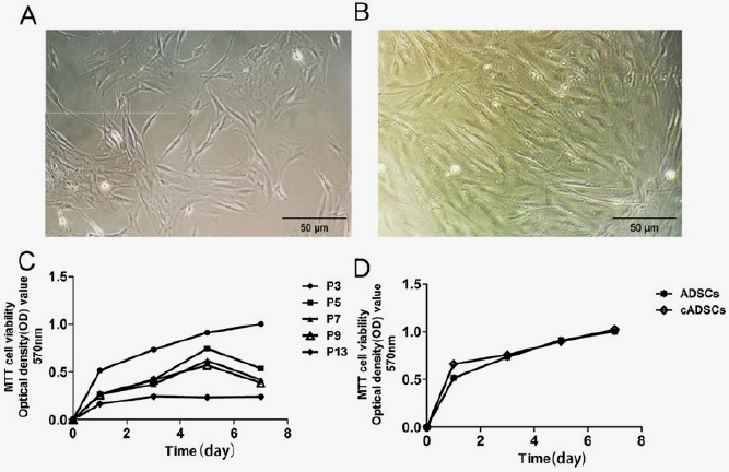 Induced differentiation of adipose-derived stem cells enhance secretion ...