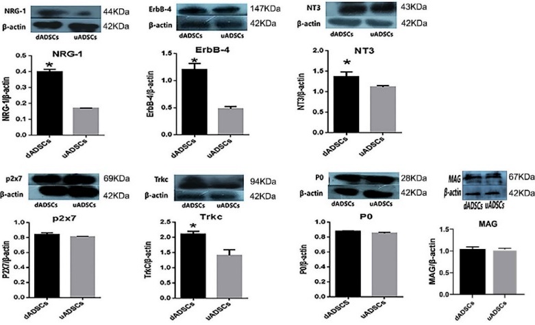 Induced differentiation of adipose-derived stem cells enhance secretion ...