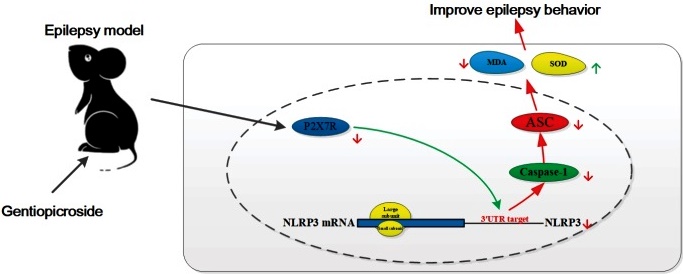 Beneficial effects of gentiopicrin inhibiting experimental epilepsy in ...