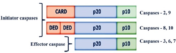 Mechanisms of programmed cell death: structural and functional pathways ...