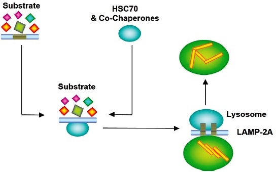 Mechanisms of programmed cell death: structural and functional pathways ...