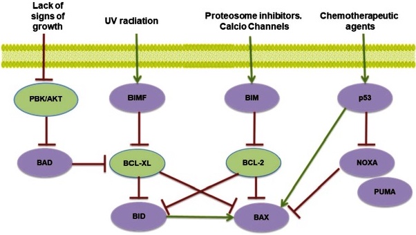 Mechanisms of programmed cell death: structural and functional pathways ...
