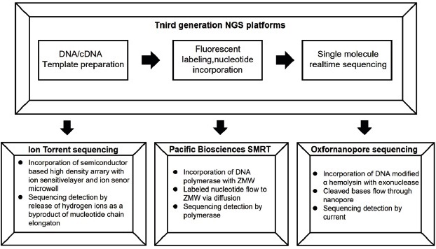 High throughput sequencing technology and its clinical application in ...