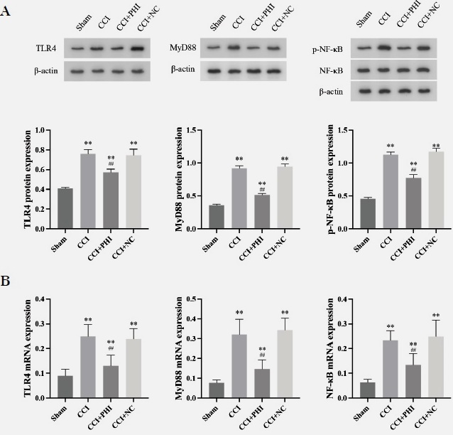 Phillygenin reduced neuropathic pain by inhibiting the rats’ TLR4/MyD88 ...