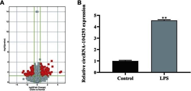 CircRNA_104293 targets miR-497-5p to inhibit the mTOR/STAT3 pathway and ...